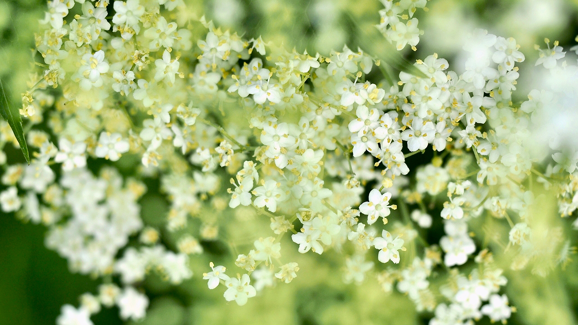 Zelf vlierbloesemsiroop maken - Heel Holland Bakt