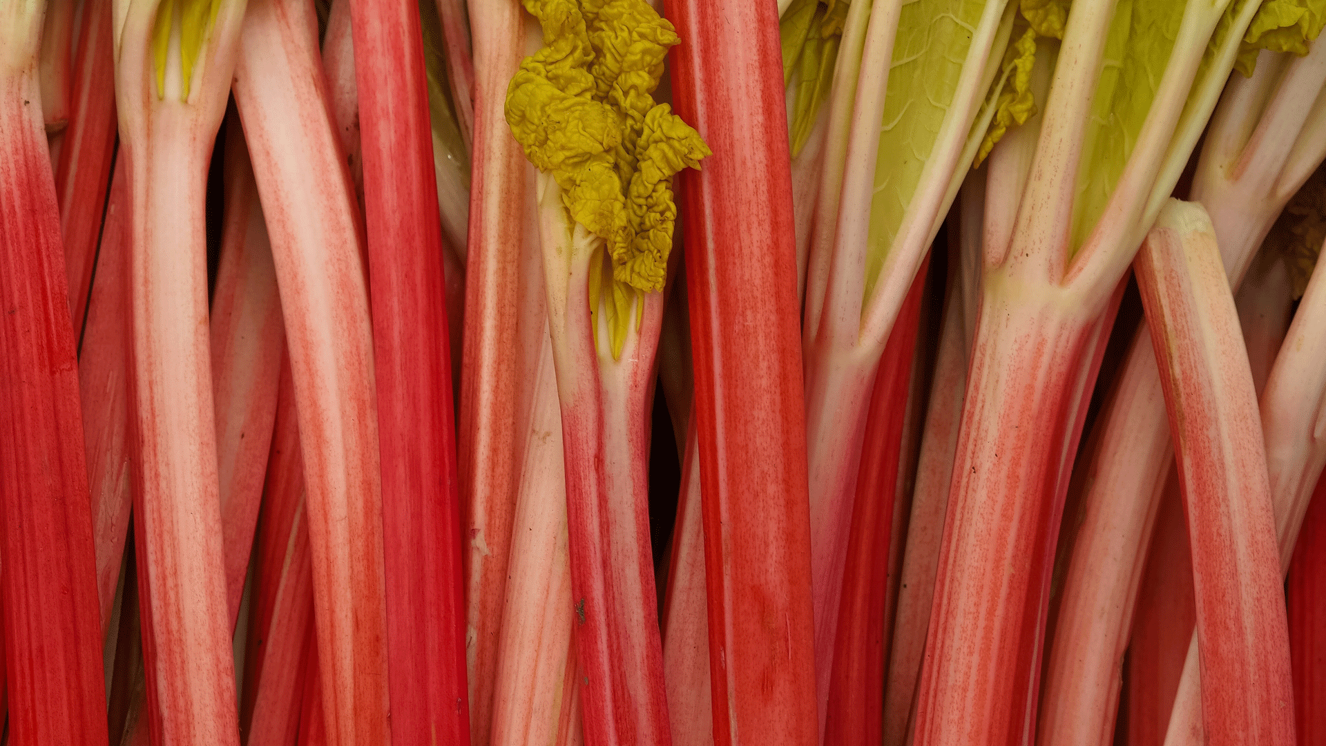 Bakken met rabarber: dit zijn de lekkerste recepten