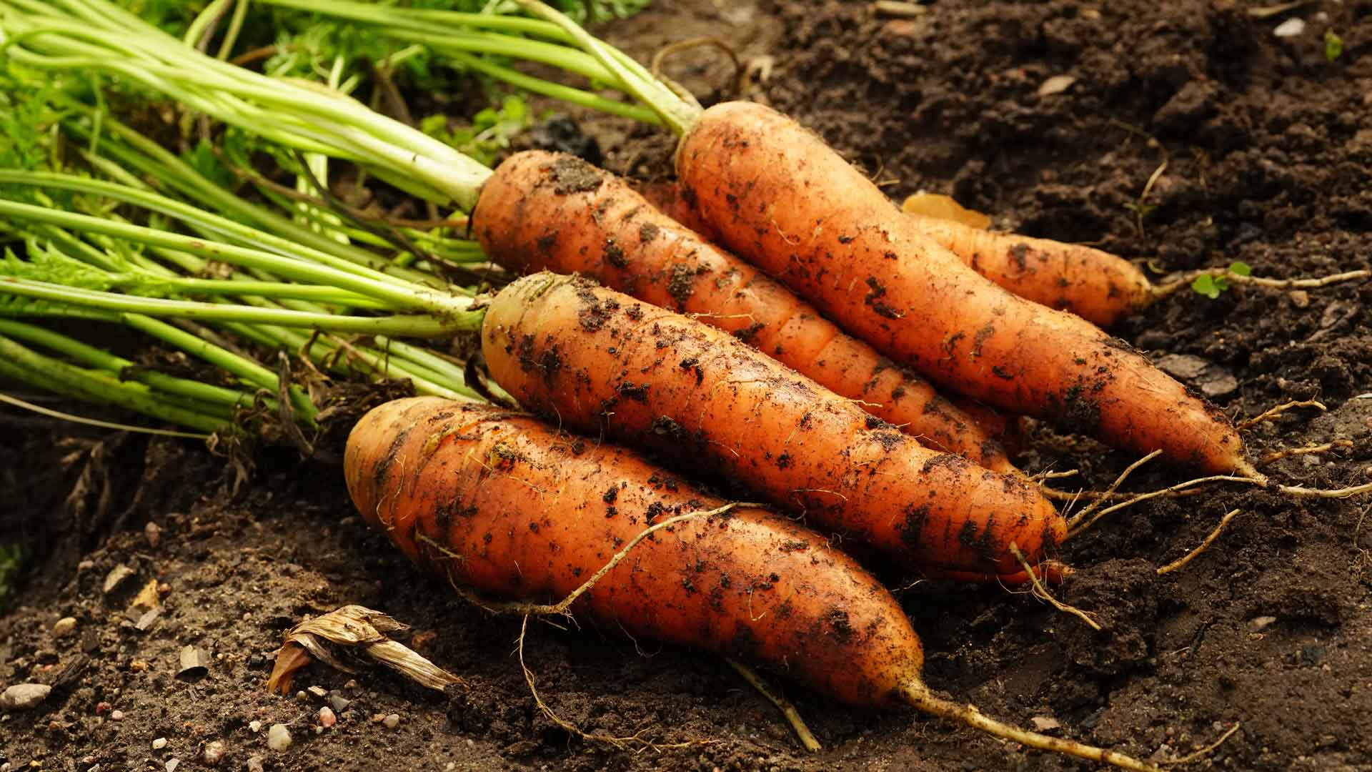 Een voedselbos is fantastisch en dit is waarom - Heel Holland Bakt