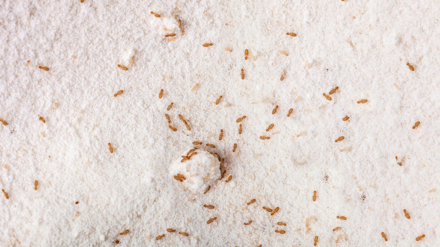 Deze beestjes kunnen zich verstoppen in je meel (en zo voorkom je dat)