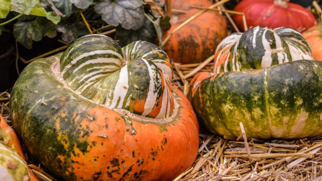 Met welke pompoenen kun je aan de bak? - Heel Holland Bakt