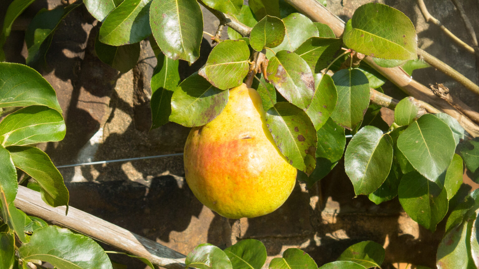 Volop perenseizoen: dit is wanneer peren rijp zijn en zo bewaar je ze ...