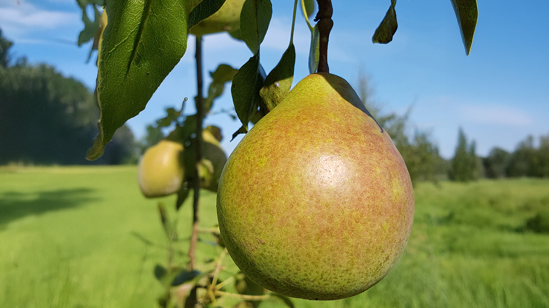 Volop perenseizoen: dit is wanneer peren rijp zijn en zo bewaar je ze ...